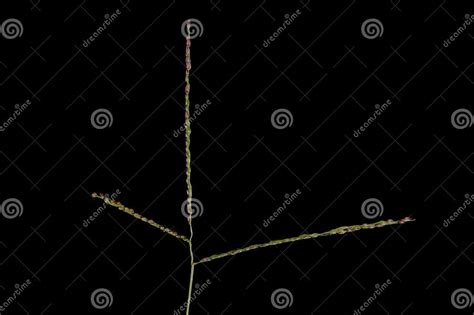 Smooth Finger Grass Digitaria Ischaemum Inflorescence Closeup Stock
