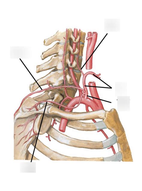 Thyrocervical Trunk Branches Diagram Quizlet