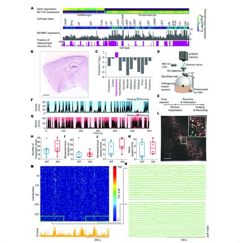 Experimental Set Up And Movement Behavior A Mouse Cortex And Download Scientific Diagram