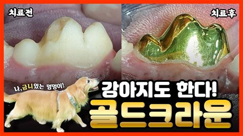 강아지 치아파절도 골드크라운 치료가 가능합니다 Youtube