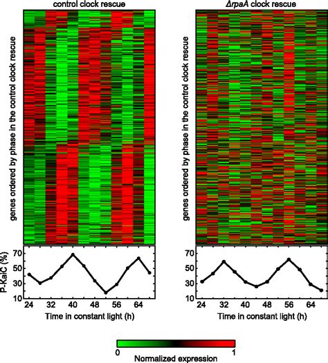 Figure 2 From Circadian Control Of Global Gene Expression By The Cyanobacterial Master Regulator