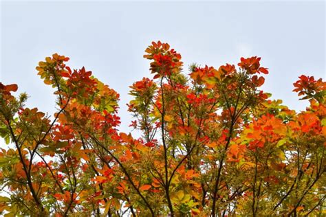 20 Types Of Trees In Oklahoma With Pictures House Grail