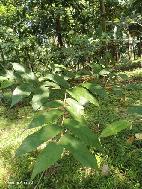 Pterospermum Javanicum Jungh