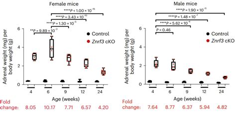 Adrenal Cancer And Sex Based Risk