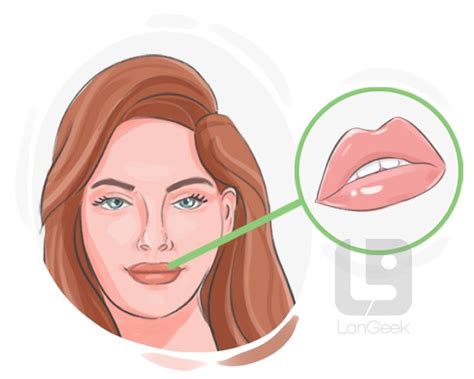 Definition And Meaning Of Lip Langeek