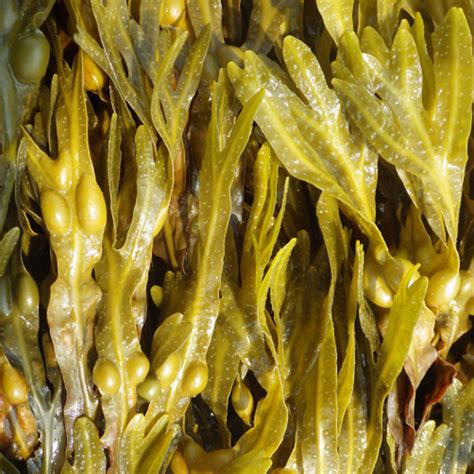 Iode Iode Marin En Capsules De Biocyte