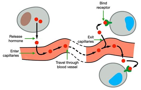 Signaling Pathway Of Endocrine Hormones At Eric Main Blog