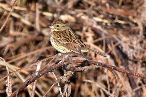 アオジのメスですか 日本の野鳥識別図鑑