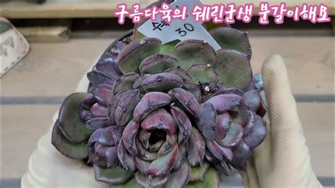 구름다육에서 온 쉐린군생을 대문고리화분에 분갈이해요 Youtube