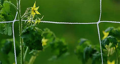Best Trellis Netting For Climbing Plant Support