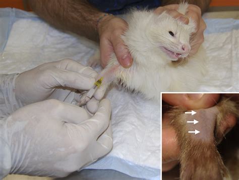 Medical And Surgical Emergencies In Ferrets Veterinary Clinics