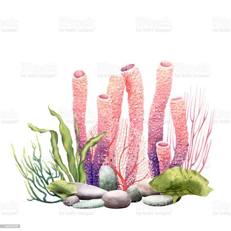 산호초 식물과 자갈이 있는 수중 구성 클립 아트 카드를 위해 흰색으로 분리된 수채화 그림 부채산호에 대한 스톡 벡터 아트 및 기타 이미지 Istock