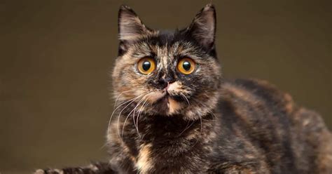 5 Fun Facts About Tortoiseshell Cats Cole And Marmalade