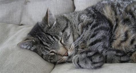 Slik sover katten - Agria Dyreforsikring