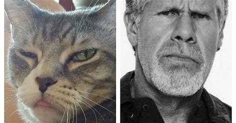 Ron Perlman Cat Album On Imgur