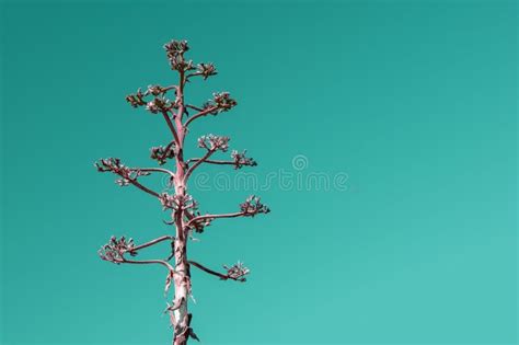Unusual Colorful Tropical Tree With Fallen Leaves Unique Floral