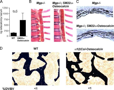 Osteocalcin Does Not Share Antimineralization Function Of Mgp A
