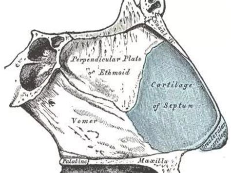 Clinical Procedures Septalauricular Hematoma Pptx