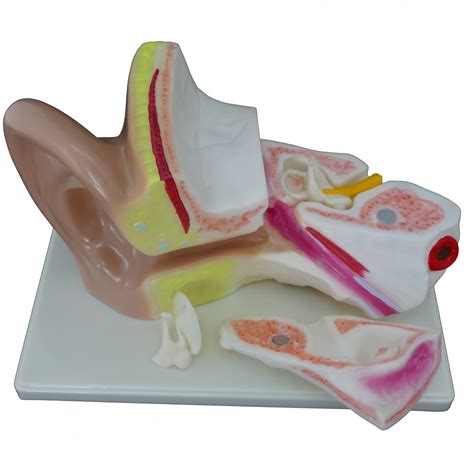 Вухо людини купити в B Pro