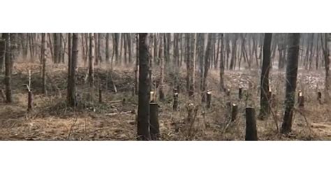 ООН Интензивното земеделие и обезлесяването водят планетата към ръба на пропастта