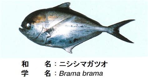 JAMARCの開発魚ニシシマガツオ