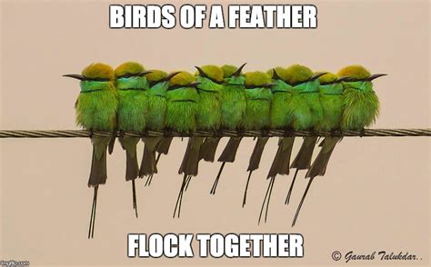 Birds Of A Feather Imgflip