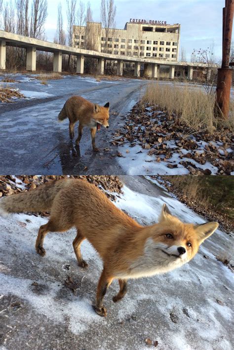 Fox Fandoms Animals Chernobyl Joyreactor