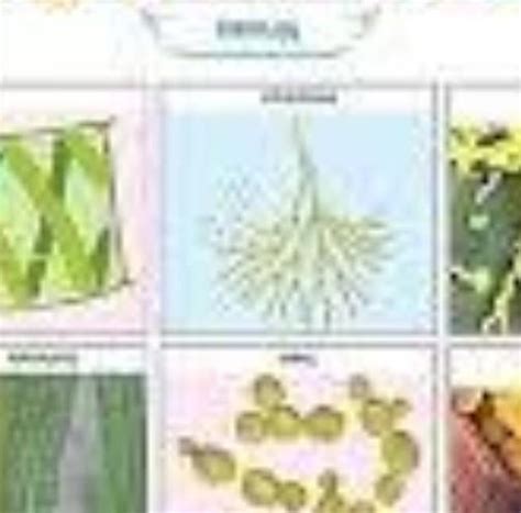 Mega Chart Of Microorganisms Depending On The Sheet Uses Please Send Me