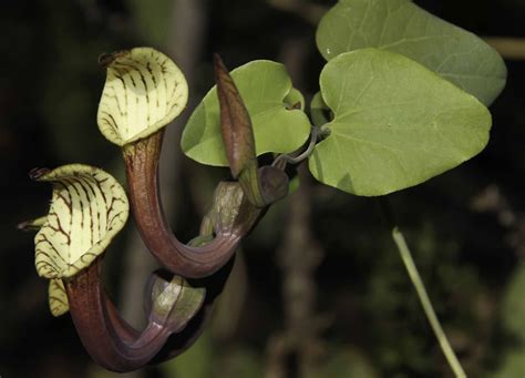 Aristolochia Baetica Biodiversité Végétale Du Sud Ouest Marocain