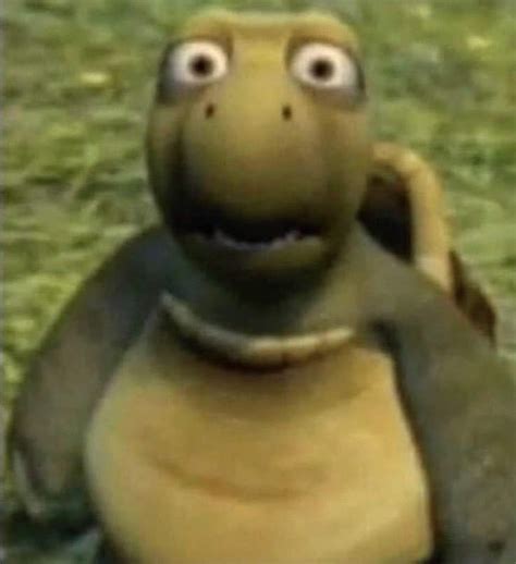 Surprised Turtle Reaction Pic Turtle Meme Shock Meme Surprise Meme