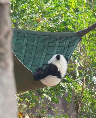 大熊猫 高清图片，堆糖，美图壁纸兴趣社区