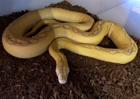 Reticulated Python A Majestic Yellow Snake