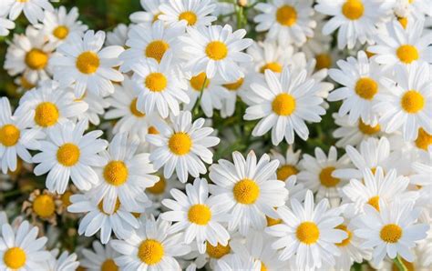 Pyrethrum Flowers Rseedstore