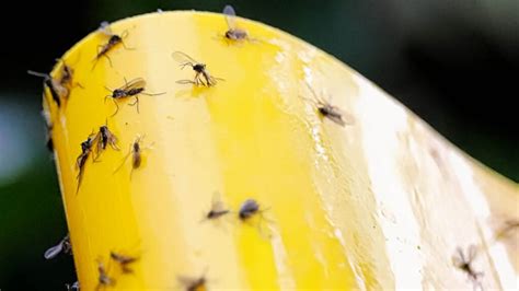 Effective Ways To Get Rid Of Gnats Simple Solutions For A Gnat How To Get Rid Of Gnats