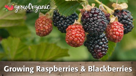 Growing Raspberries And Blackberries Organically Youtube