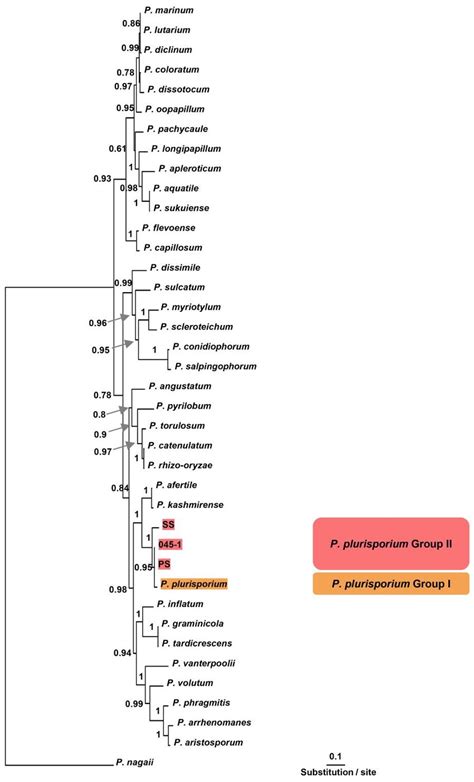Phylogenetic Relationships Of Pythium Plurisporium From Paddy Fields Of Download Scientific