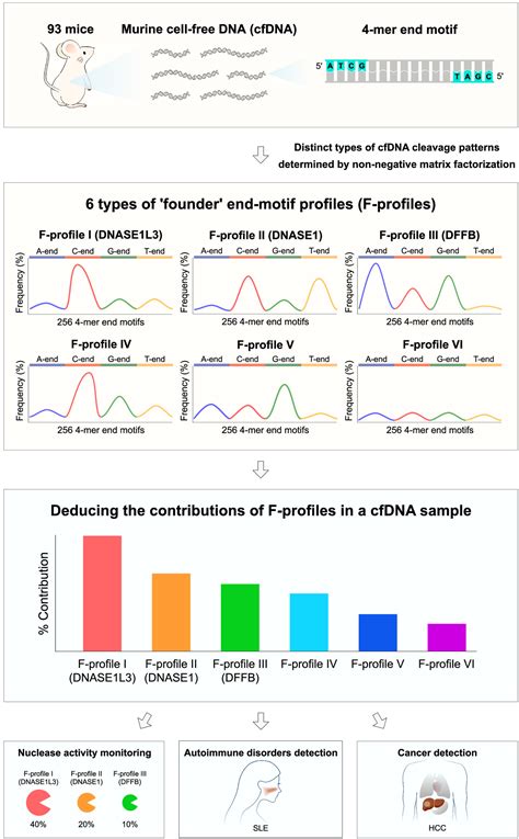Fragmentation Landscape Of Cell Free Dna Revealed By Deconvolutional