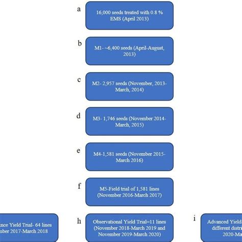 Schematic Representation Of Ems Mutagenized Wheat Population Download Scientific Diagram