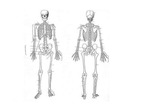 Free Appendicular Skeleton Labeling Worksheet Download Free Appendicular Skeleton Labeling