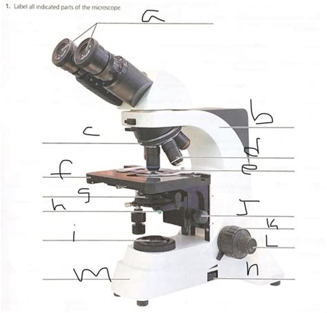 Lab Practical 1 Flashcards Quizlet