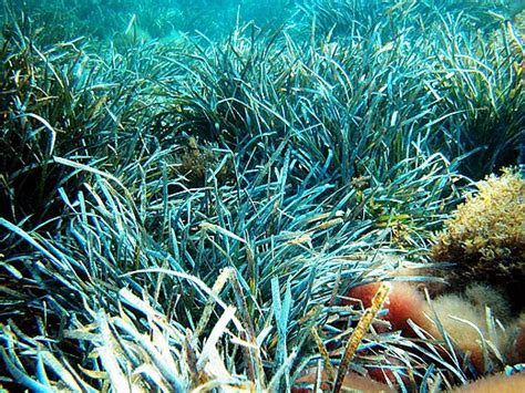 Seagrass Meadow Wikipedia