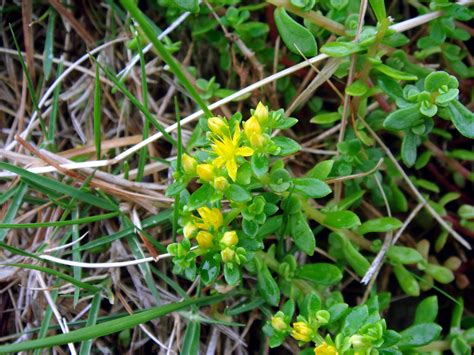 Sedum Bulbiferum Makino