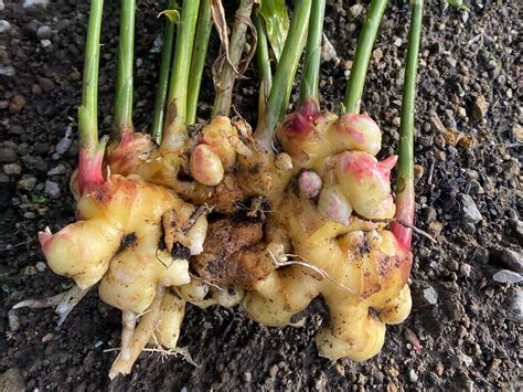 生姜の栽培｜植えっぱなしはng？芽出しの方法や植え付け時期は？｜🍀greensnap（グリーンスナップ）