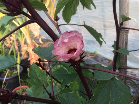 히비스커스 로젤 개화 Plants Plant Planets