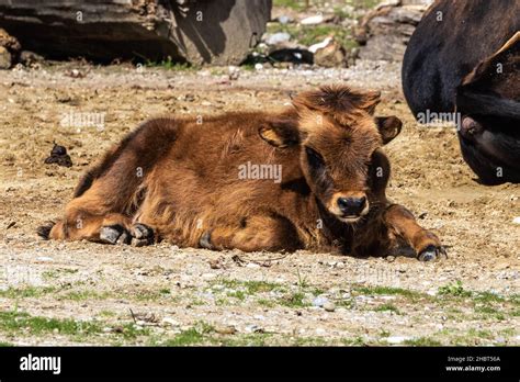 Heck Cattle Bos Primigenius Taurus Claimed To Resemble The Extinct