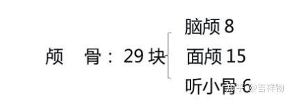 系统解剖学笔记1 颅骨 知乎