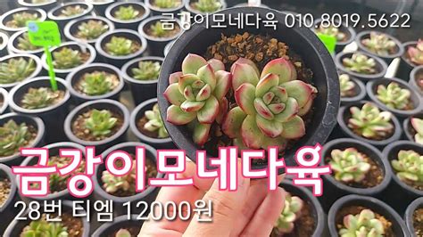 금강이모네다육으로 놀러오세요 초보다육맘의 국민다육 천국 충북옥천군동이면적하리122ㅡ5 01080195622