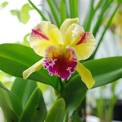 Searles How To Grow Cattleya Orchids
