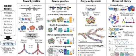 Phenotype To Genotype Mapping Genomicsmaster