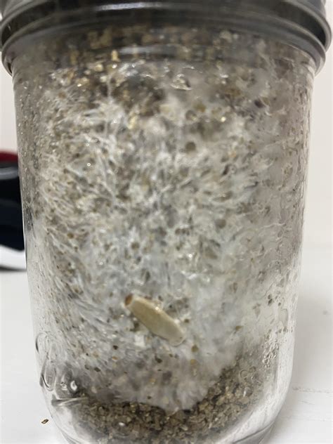 Innoc 3 Weeks Ago Looks Like Pin What Should Be Done R Shroomery